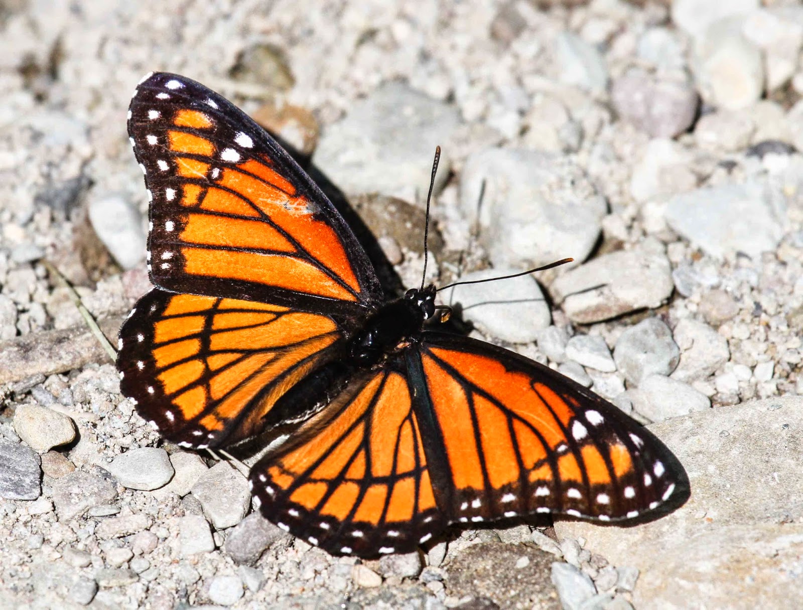 Gale's Photo and Birding Blog: Viceroy Butterfly