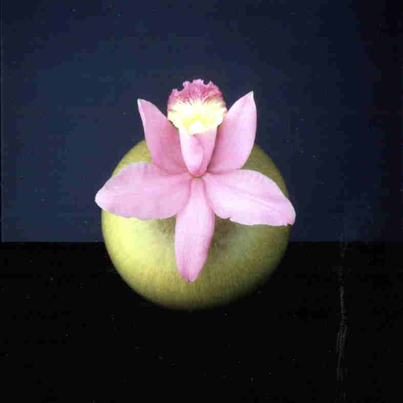 The Compass Rose: Mapplethorpe's Flowers