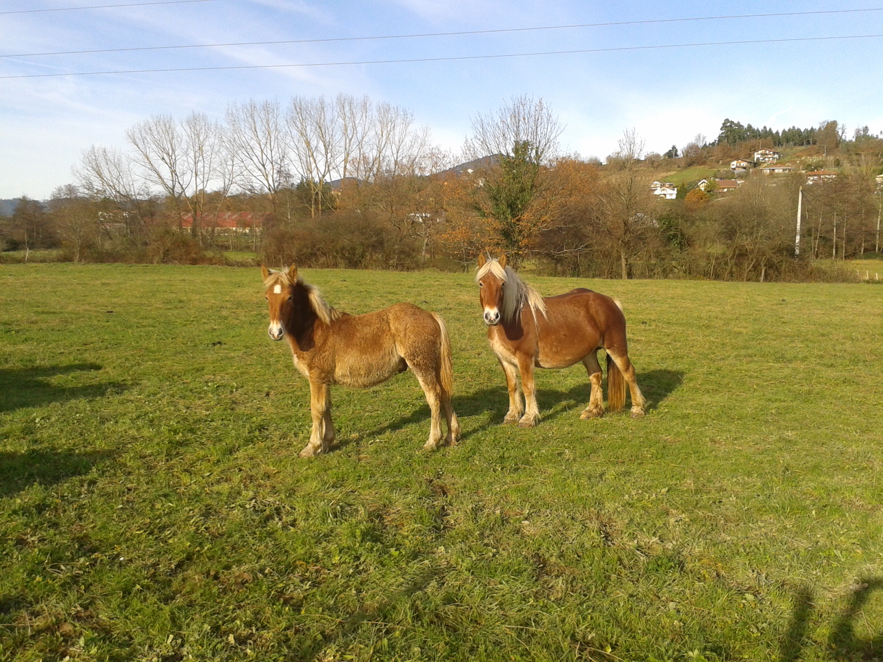 Euskal Herriko Mendiko Zaldia: 01/23/13