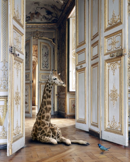 loveisspeed.......: Château Animals by Karen Knorr