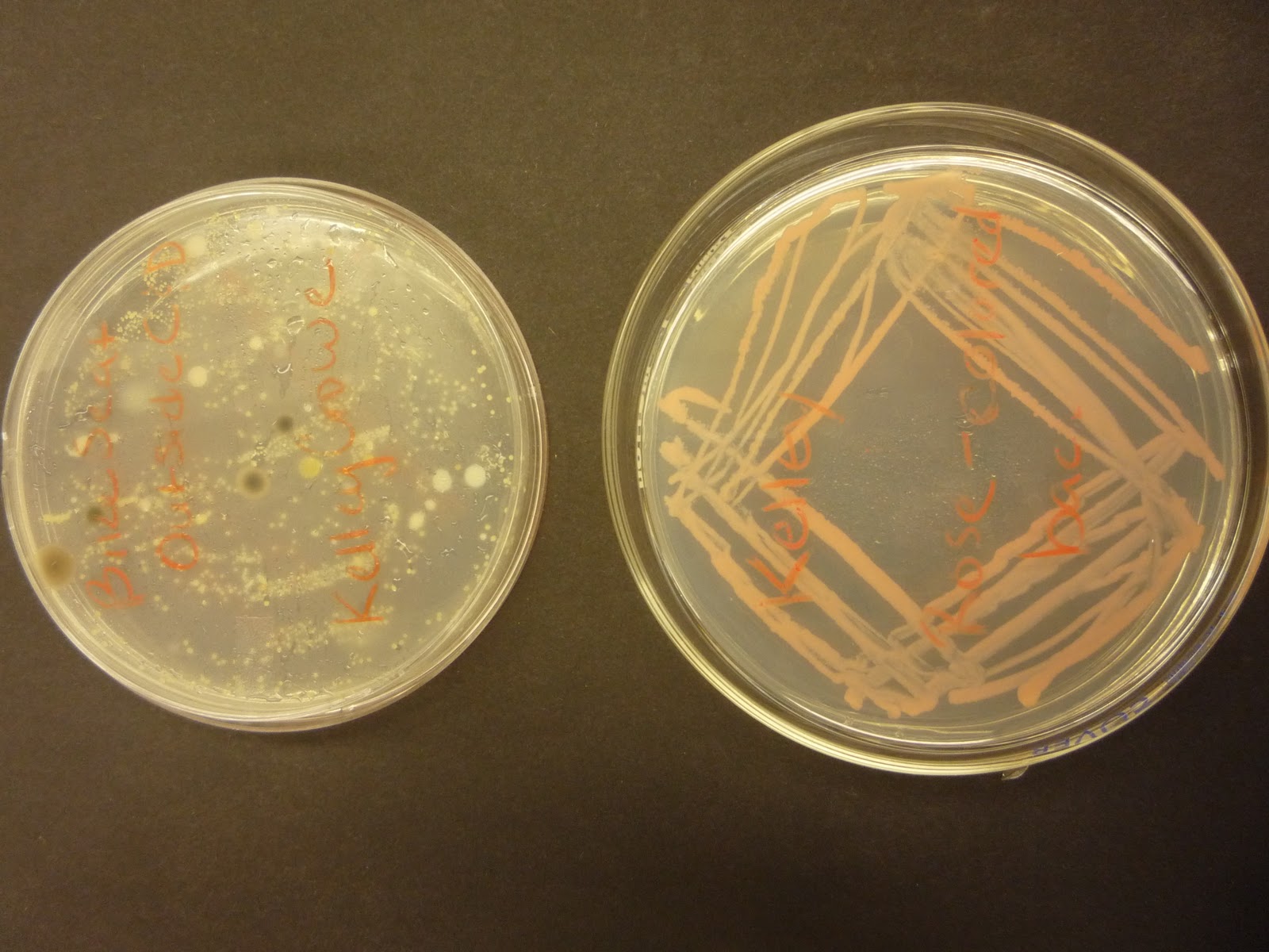 MicrobeDiscoveries: Taking a Pure Culture from the Environmental Samples