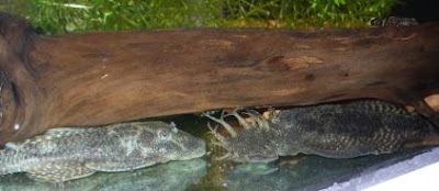 Glonojady!: Rozmnażanie