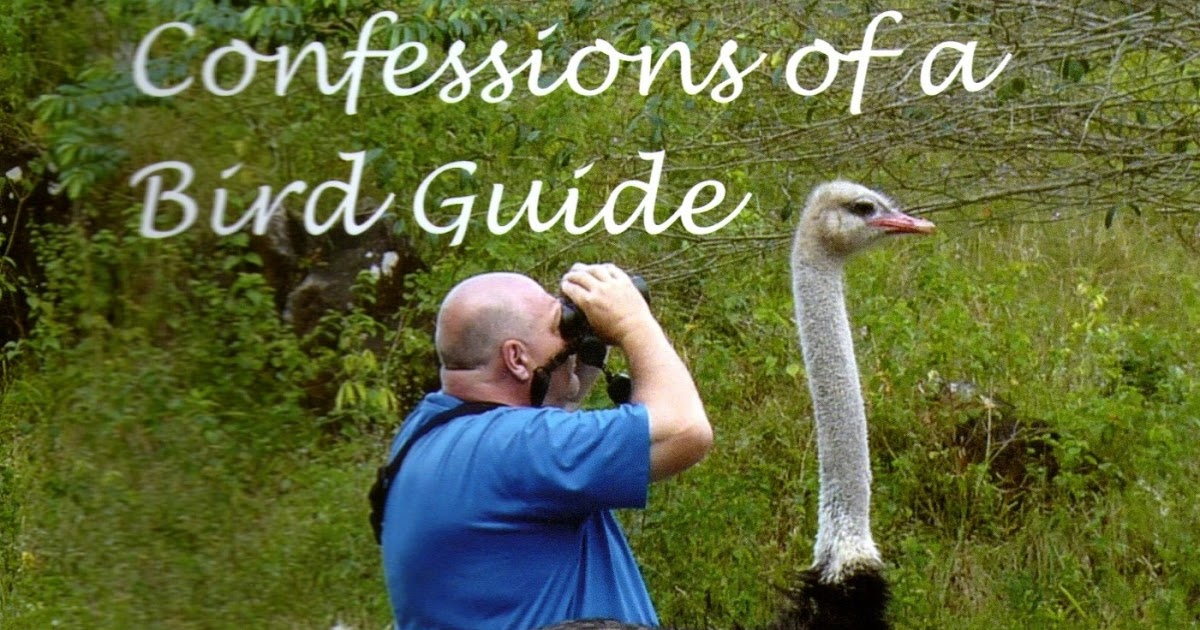 Rick Simpson Birding: My book is published at last!