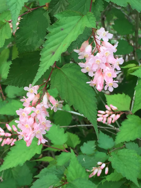 The Phytophactor: Friday Fabulous Flower - Chinese Neillia