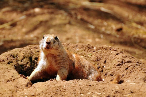 Gopher | The Life of Animals