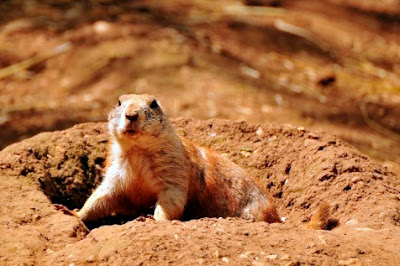 Gopher | The Life of Animals