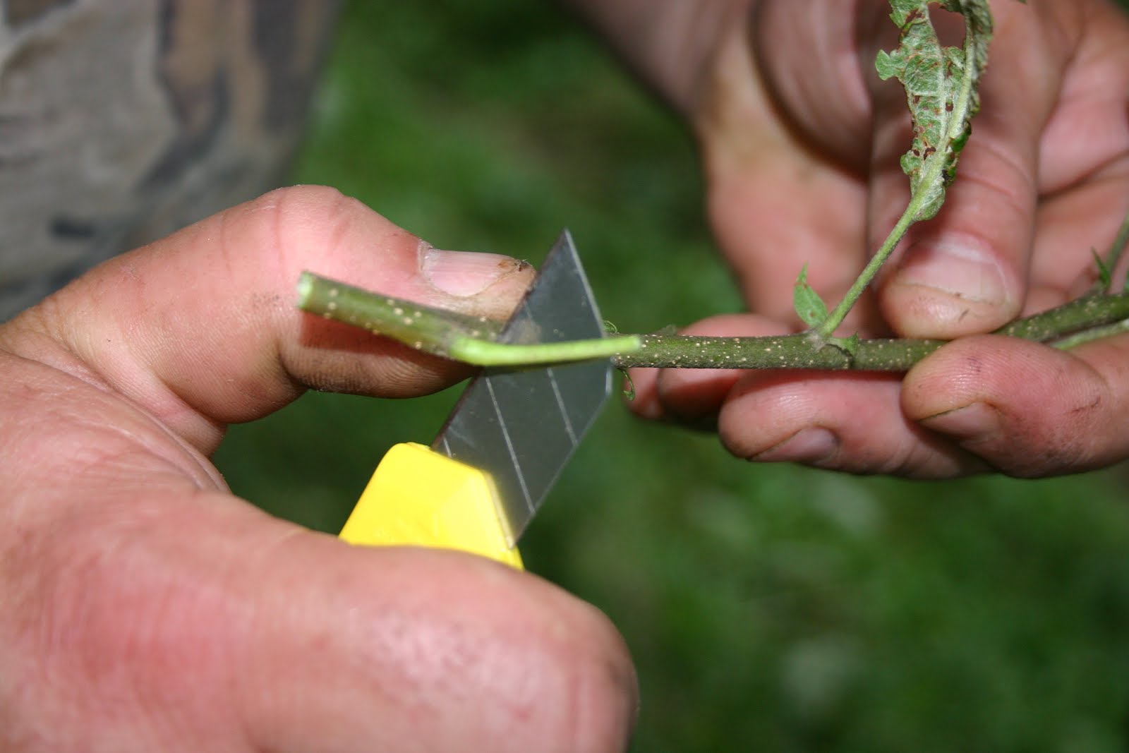 Vine & Branch: T bud graft