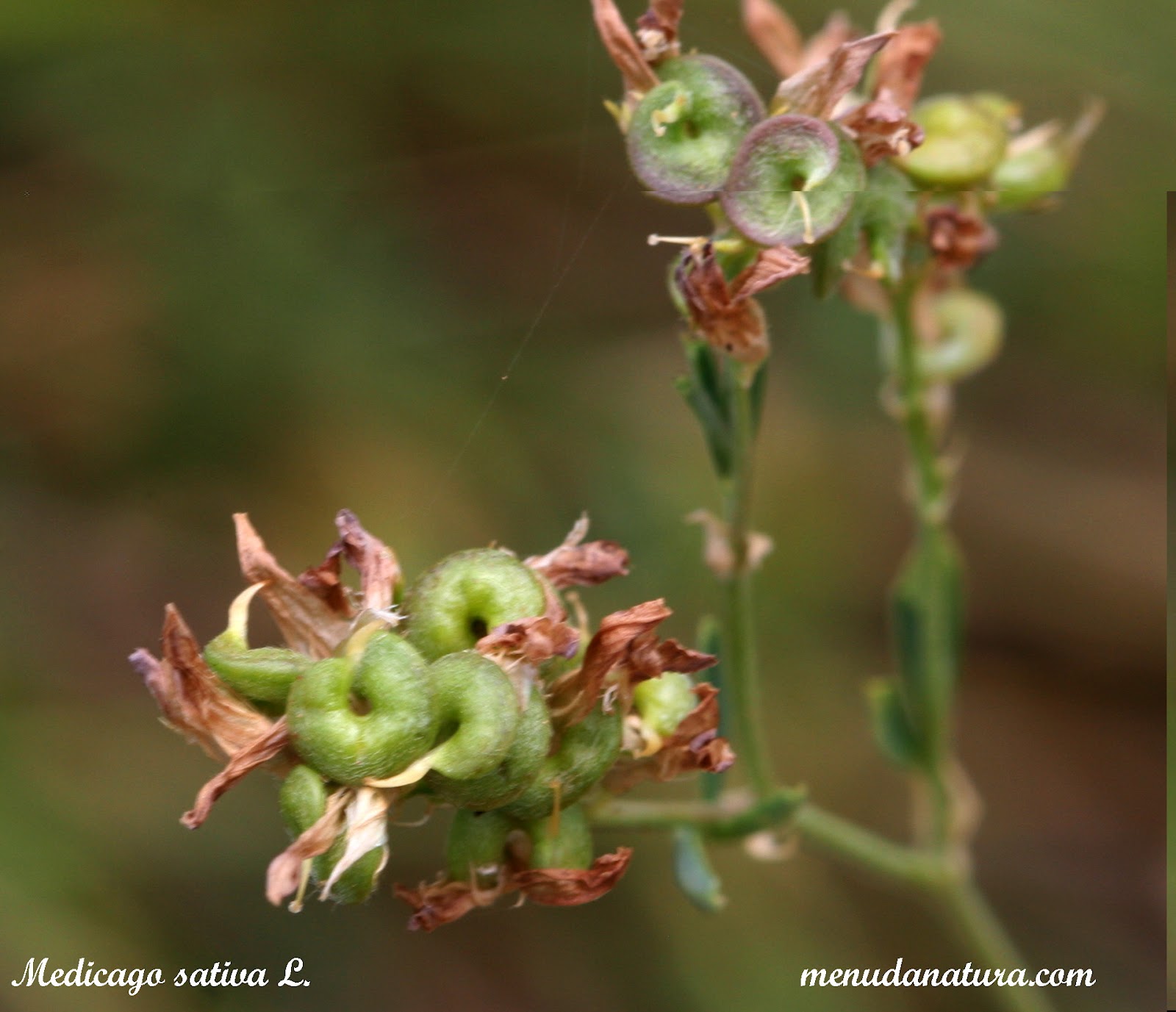 Menuda Natura: Medicago sativa L.