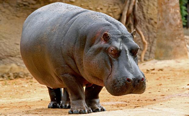 Animals & Friends: HIPPOPOTAMUS