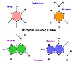 Breeder Community: DNA, RNA dan PROTEIN