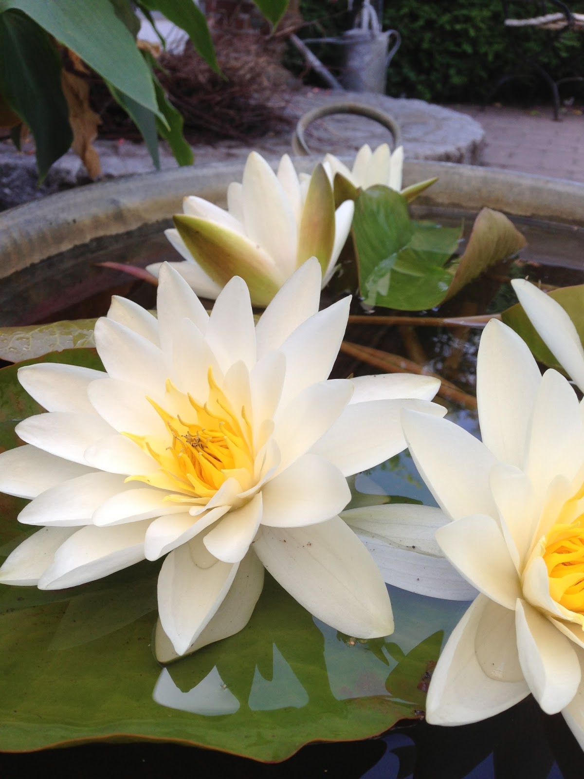 Fru Pedersens have: En balje fuld af åkander.