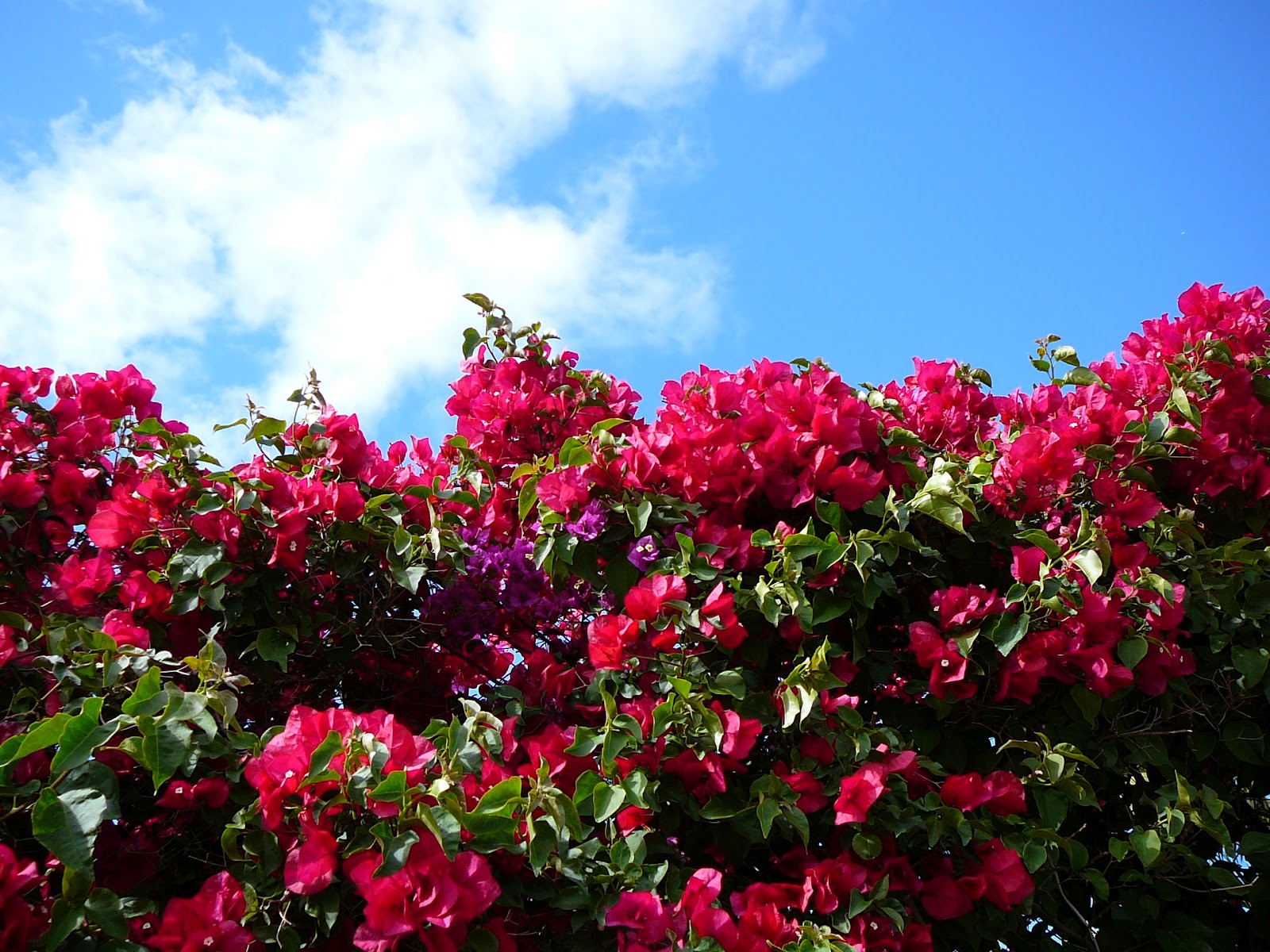 Yuliaanggara_Lpk ea: Cara cepat agar bunga cepat Berbunga