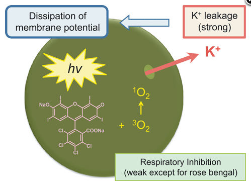 Connecting the dots...Provectus Biopharmaceuticals: Xanthene Dyes ...