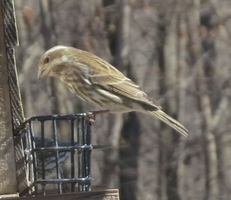 mygardenasylum: Purple finches