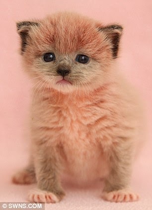 Catsparella: Pink Kitten Rescued From Abandoned Factory