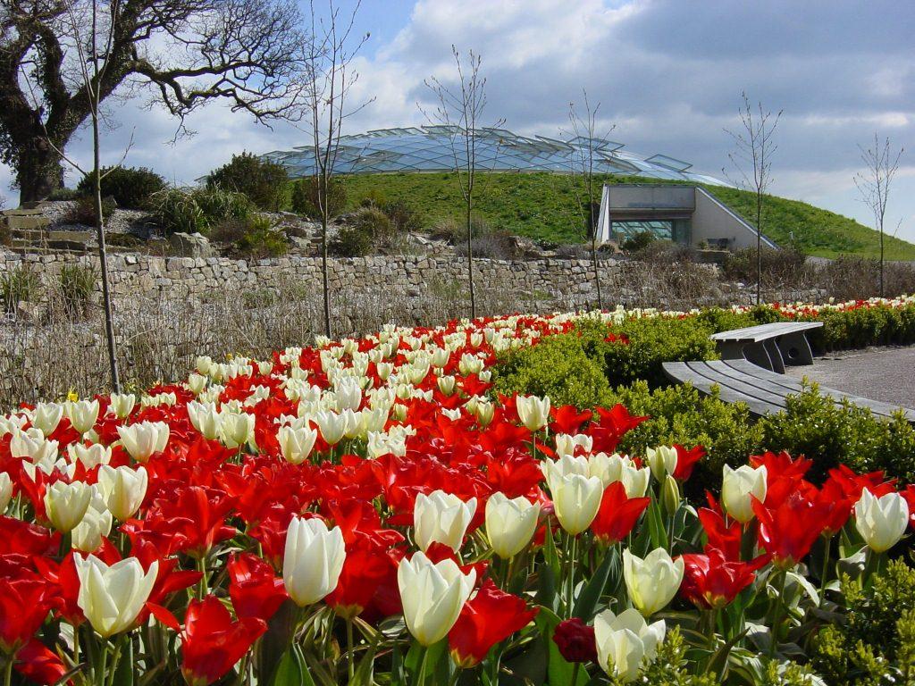 How To Over-Winter Rare and Species Tulips | Garden How