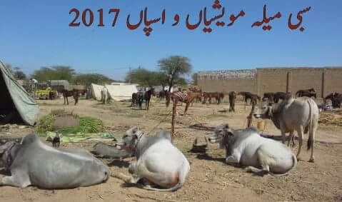 Sibi History of Balochistan Pakistan: History of Barozais.