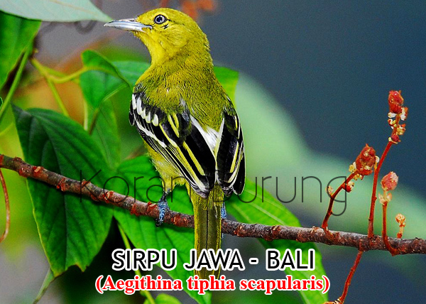 Mengenal Jenis Burung Sirpu / Sirtu Si Hijau Nan Merdu