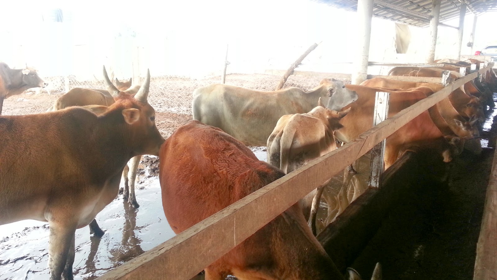 Ladang Ternak Lembu: 2014