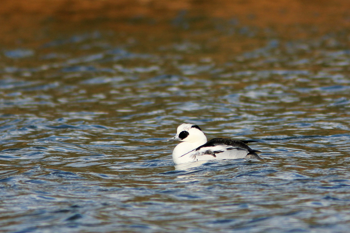 Unravel: The Panda Duck