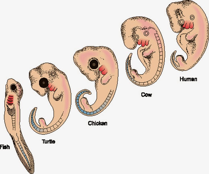 THE CUNNING FENNEC FOX: The Evolution of Love and the Cunning Fennec Fox