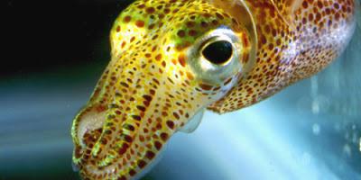 Cumi-Cumi Bisa Molompat Hingga 30 Meter - Portal Goodispost