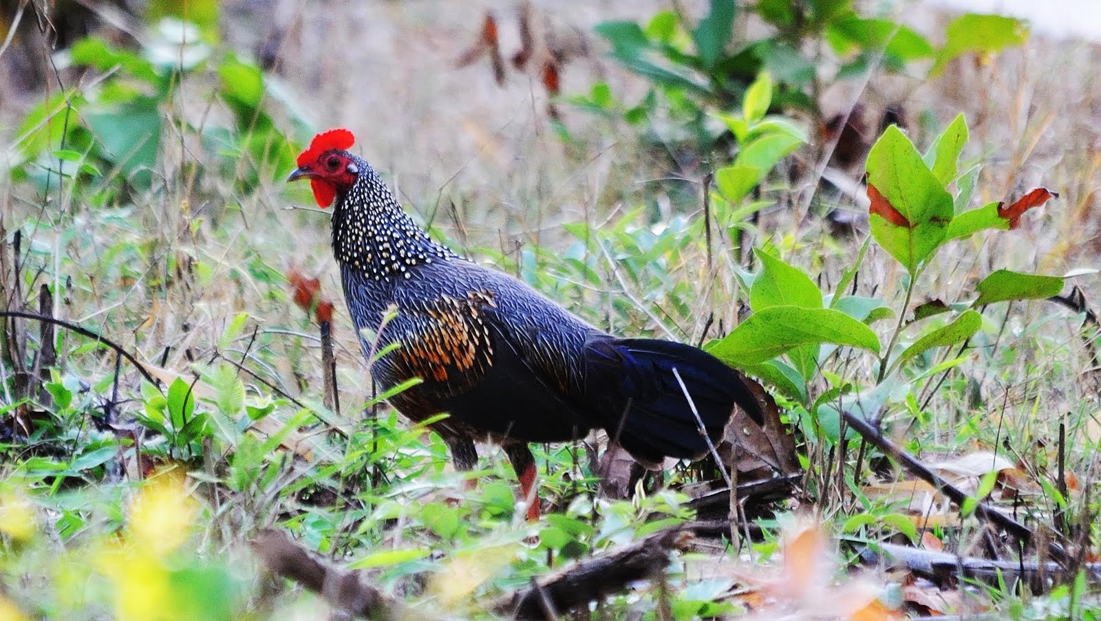 Zunka Bhakri......: On trail of Tiger @ Tadoba-Kolsa