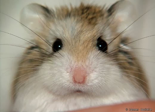 Roborovski hamster, Breeding Roborovski hamster part 1 - veterinary online
