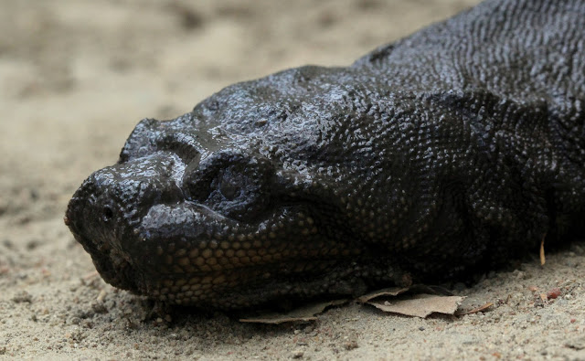 Ular Asli Indonesia: Ular Karung (Acrochordus javanicus)