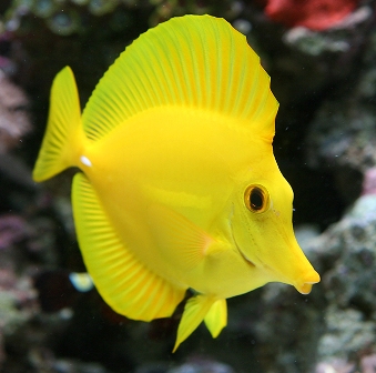 The Magic of Saltwater Fish: Yellow Tang