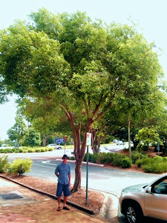 BANGALOW TREE TALES: COASTAL STREET TREES? OBOVATUS IS AN OBVIOUS ...