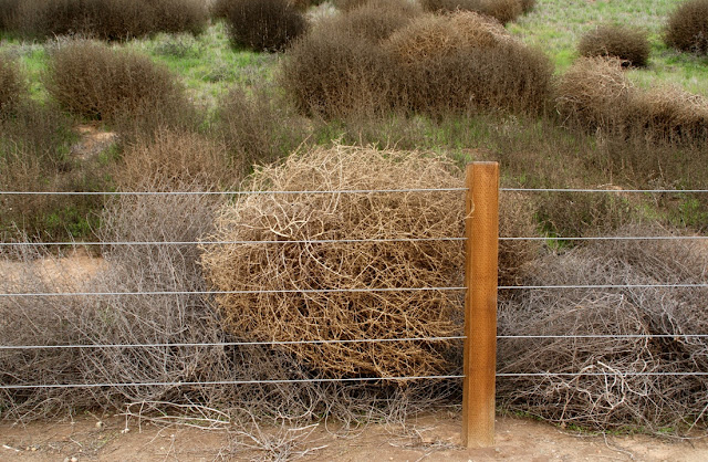 A photo, A thought............: Plant: Tumbleweed....another symbol ...