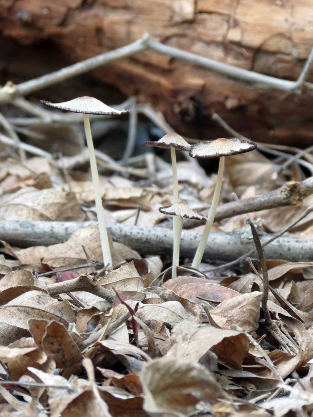 Desert Colors: Mushrooms