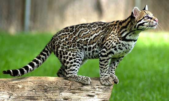 Ocelot | Animal Facts & Information | The Wildlife