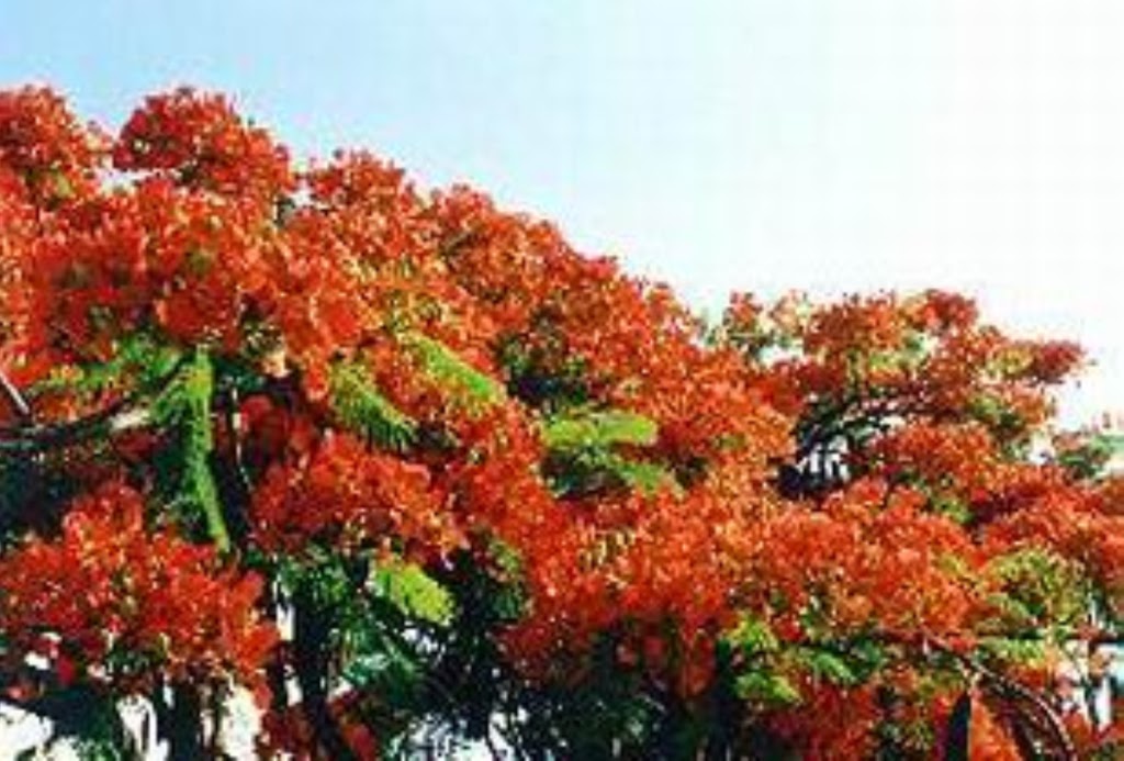 tropicalia: "acácias rubras em flor na cidades de Benguela e Moçâmedes ...