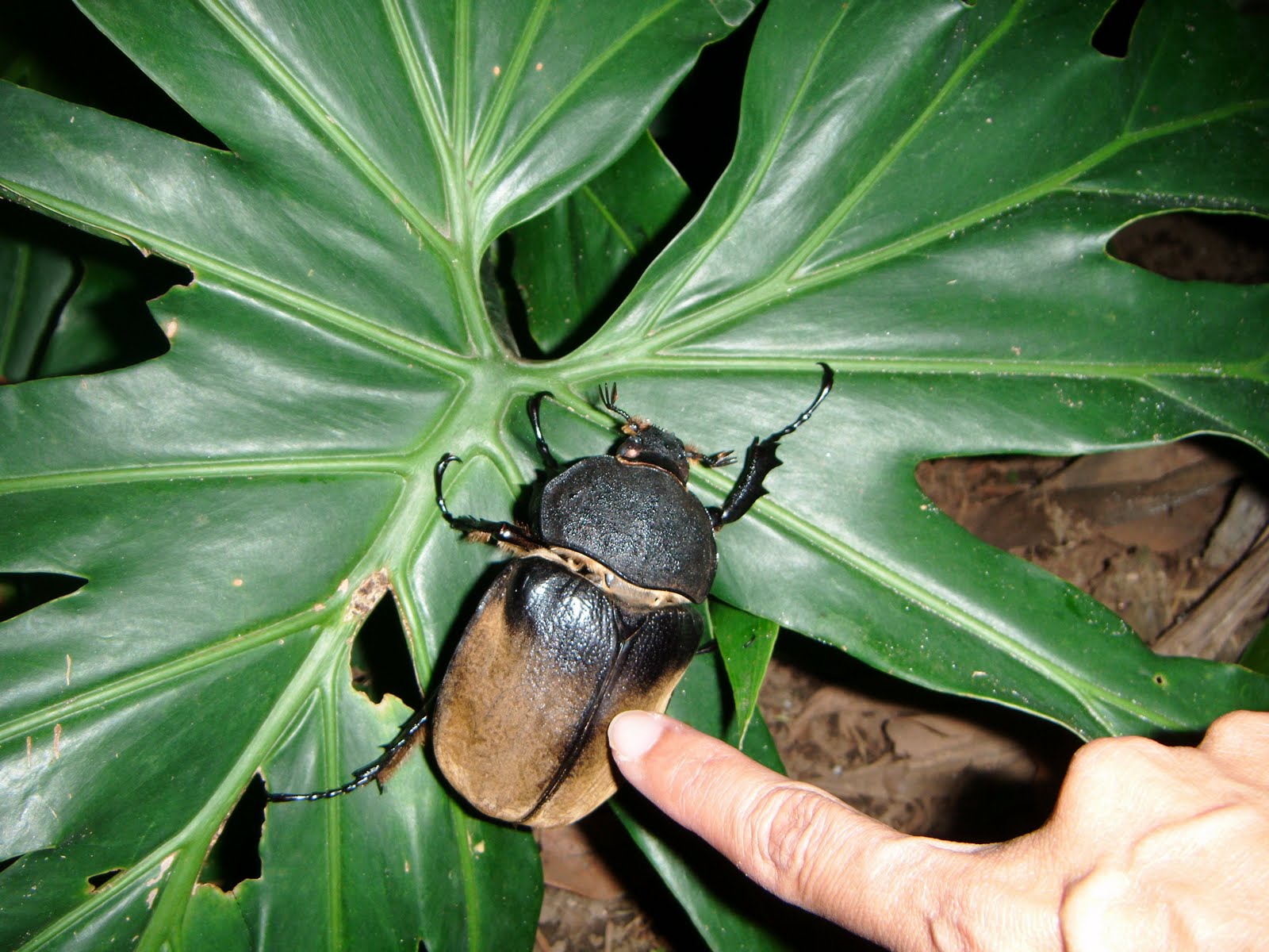 Costa Rica Touring : Rhinoceros Beetles.