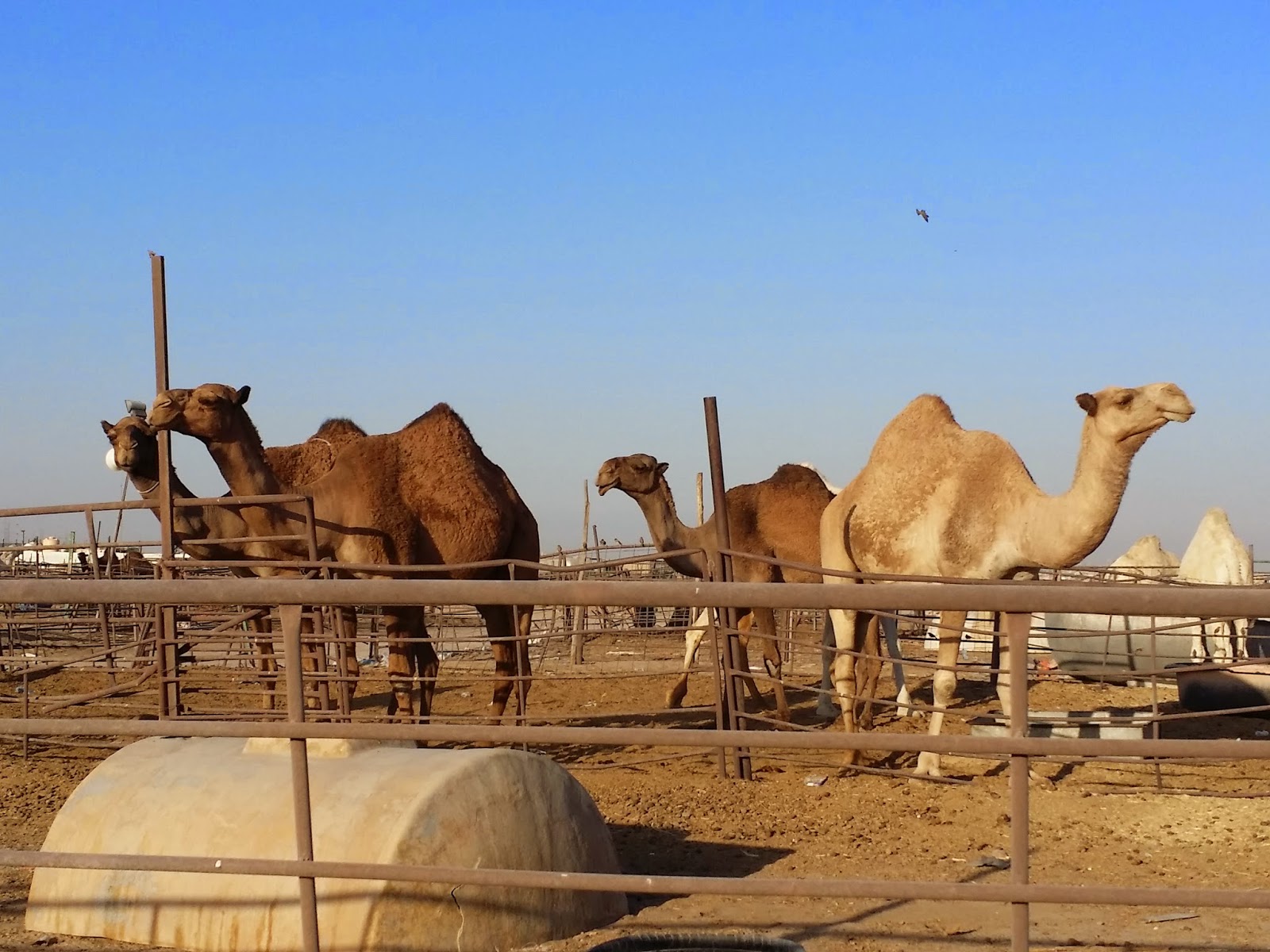 Life in Kuwait Blog: Camel farms and buggie riding trip in the Desert