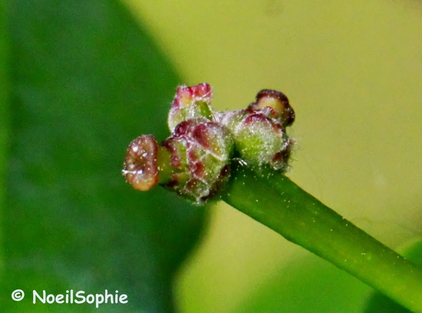 Le n'oeil de Sophie: Une fleur... un fruit : le Chêne