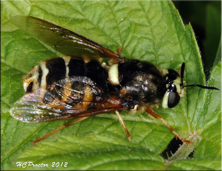 The Home Bug Garden: Soggy Sunday Soldier Flies: Stratiomyidae
