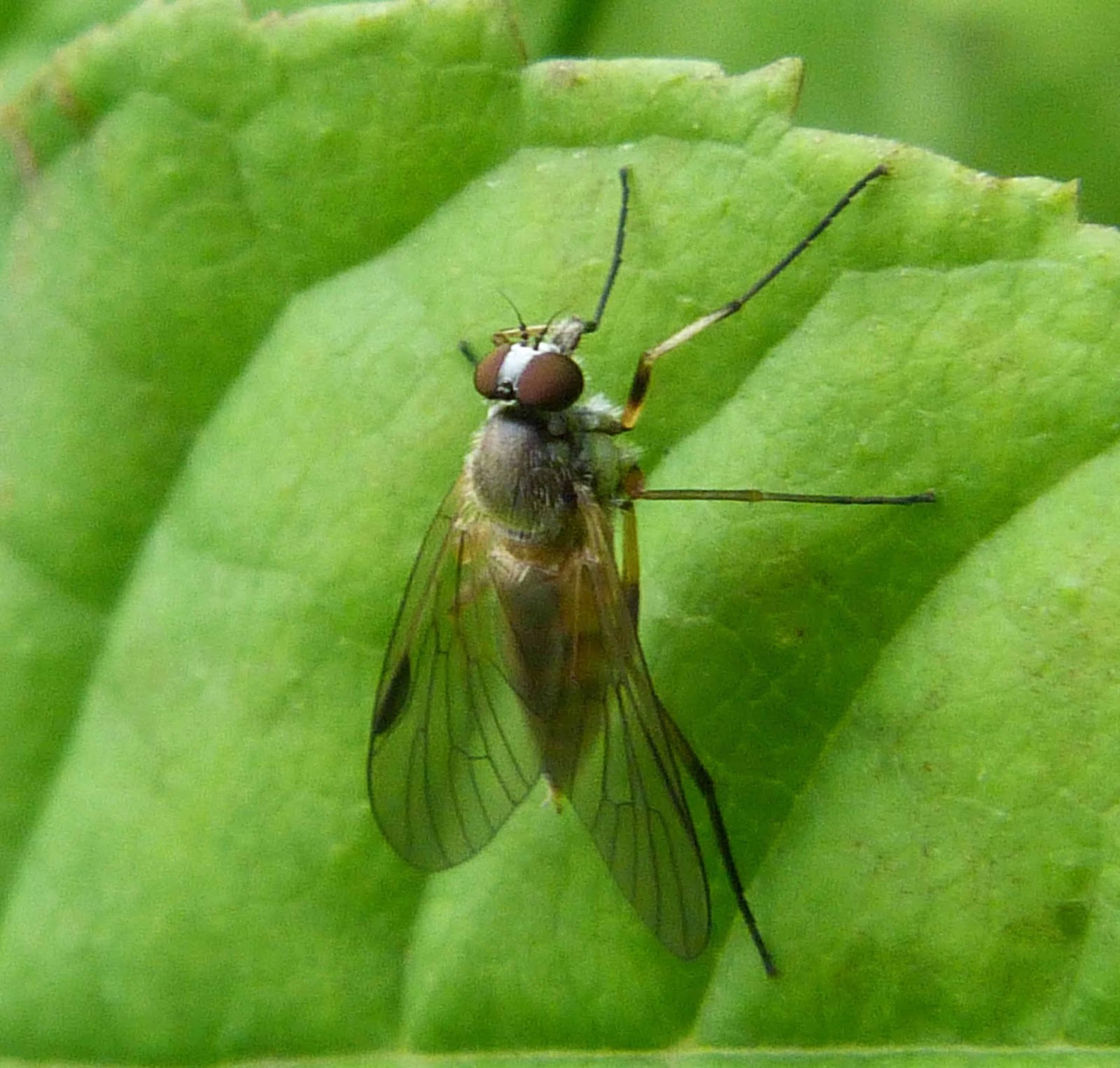 Insects of Scotland: Snipe Flies