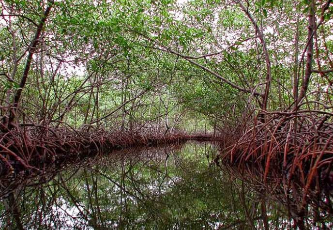 Los Mangles y su importancia