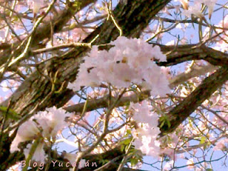 Flora Representativa - BLOG YUCATÁN