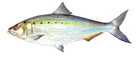 Dinner Tonight at Loretta's: Delectable Shad Roe