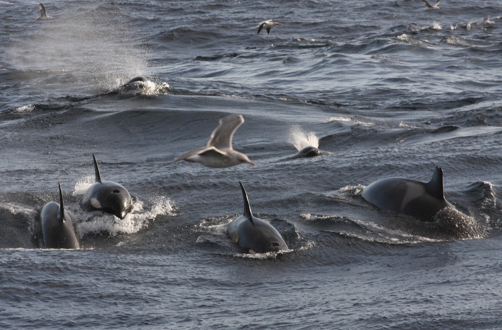 Orca Aware: Orcas of the World