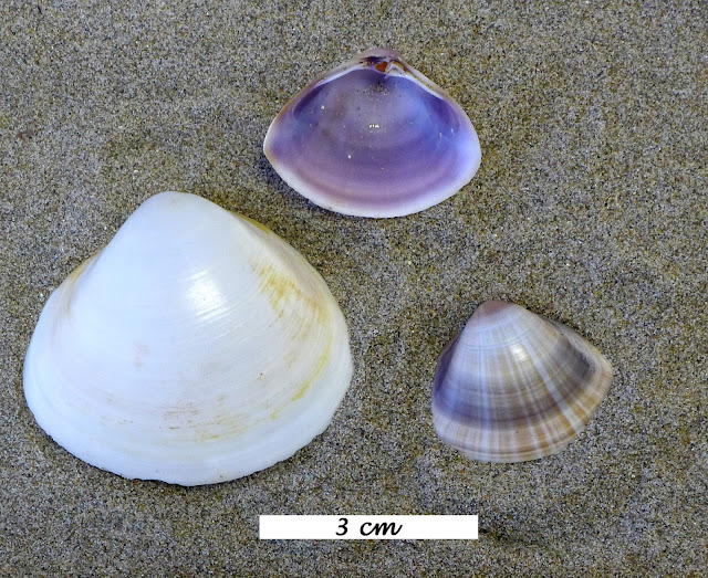 Tesoros a la orilla del mar: Mactra