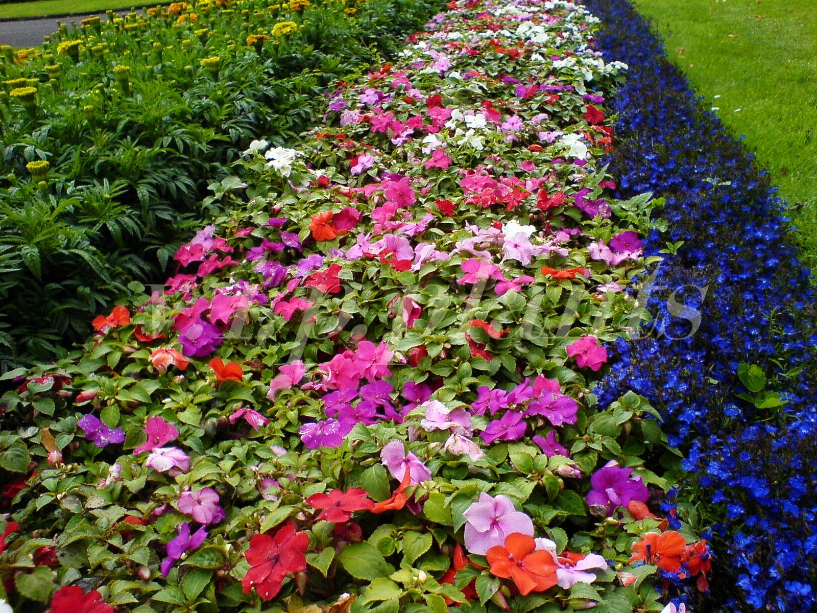 Termelői virágpalánták és fűszernövények: Nebáncsvirág vagy Pistike ...