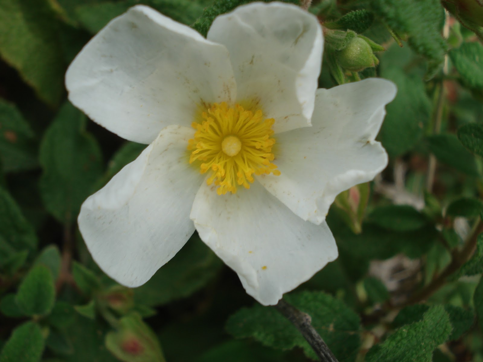 Labdanum of Cistus Incanus Creticus from Crete.: 10/1/05 - 11/1/05