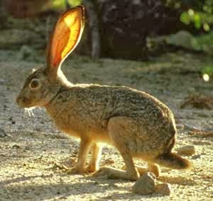 Liebre de california (Lepus californicus)