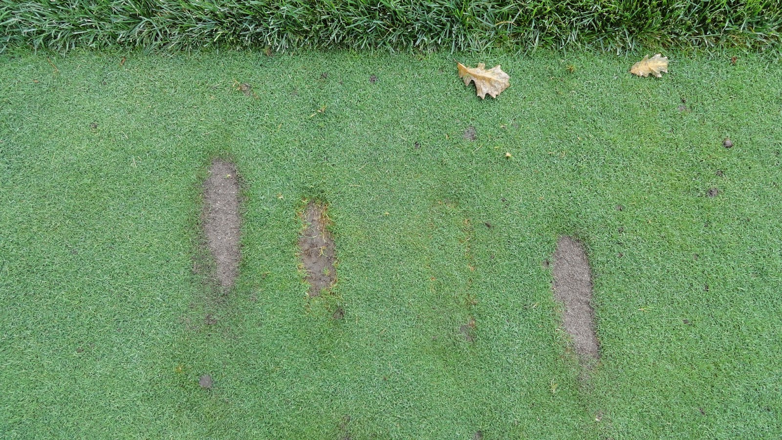 Divots and Divot Recovery | Naperville Country Club Green Department