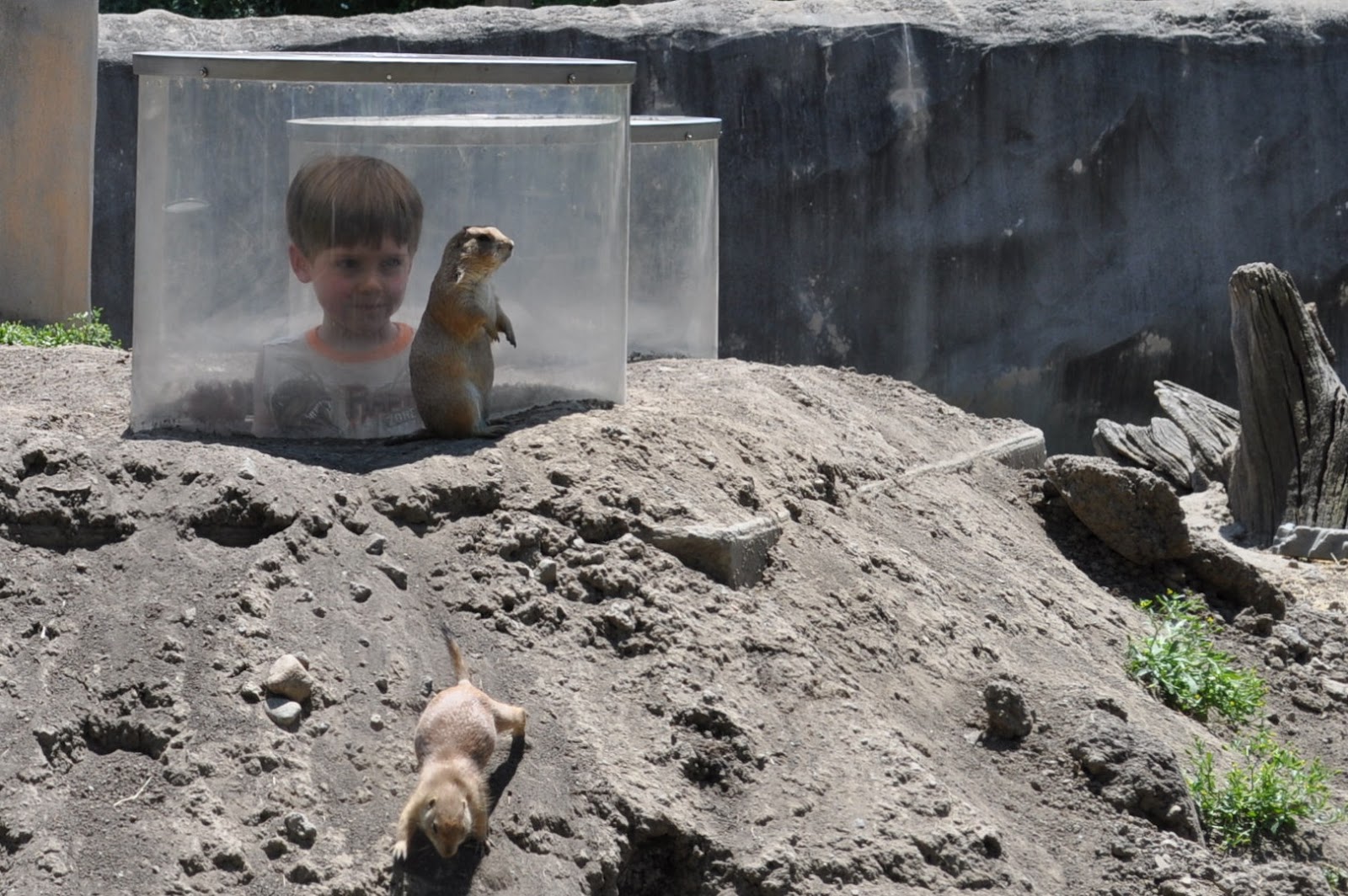 Weaver Girl Guz: 162/366: Detroit Zoo